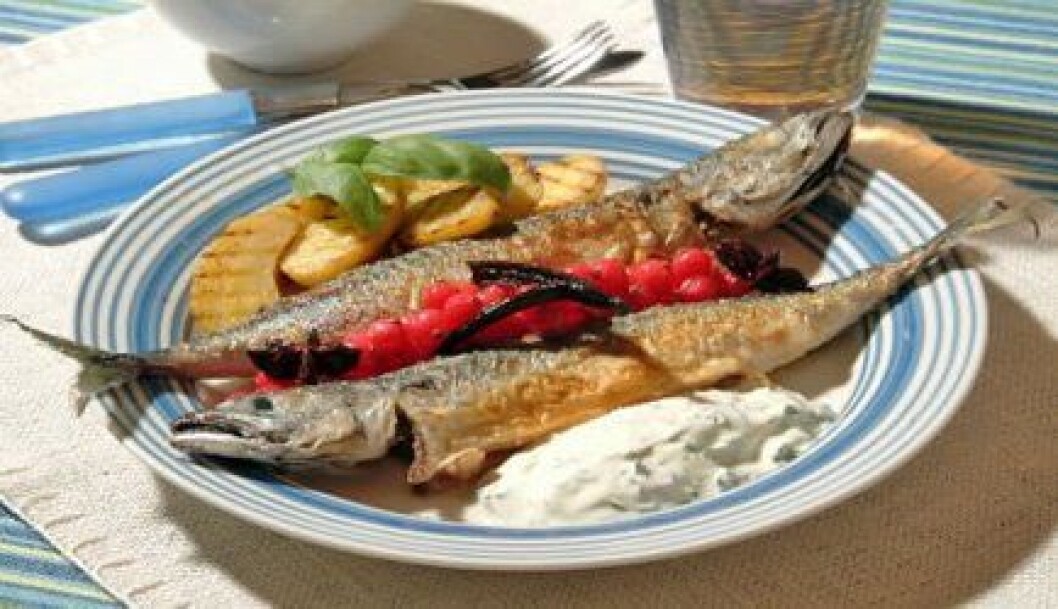 Nå er makrellen i Oslofjorden